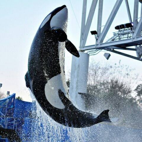 These Are The Last Orcas To Ever Live In SeaWorld Tanks