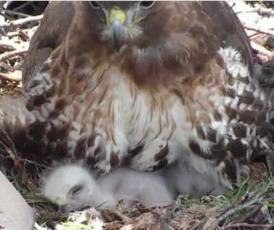 YouTube/LabofOrnithology