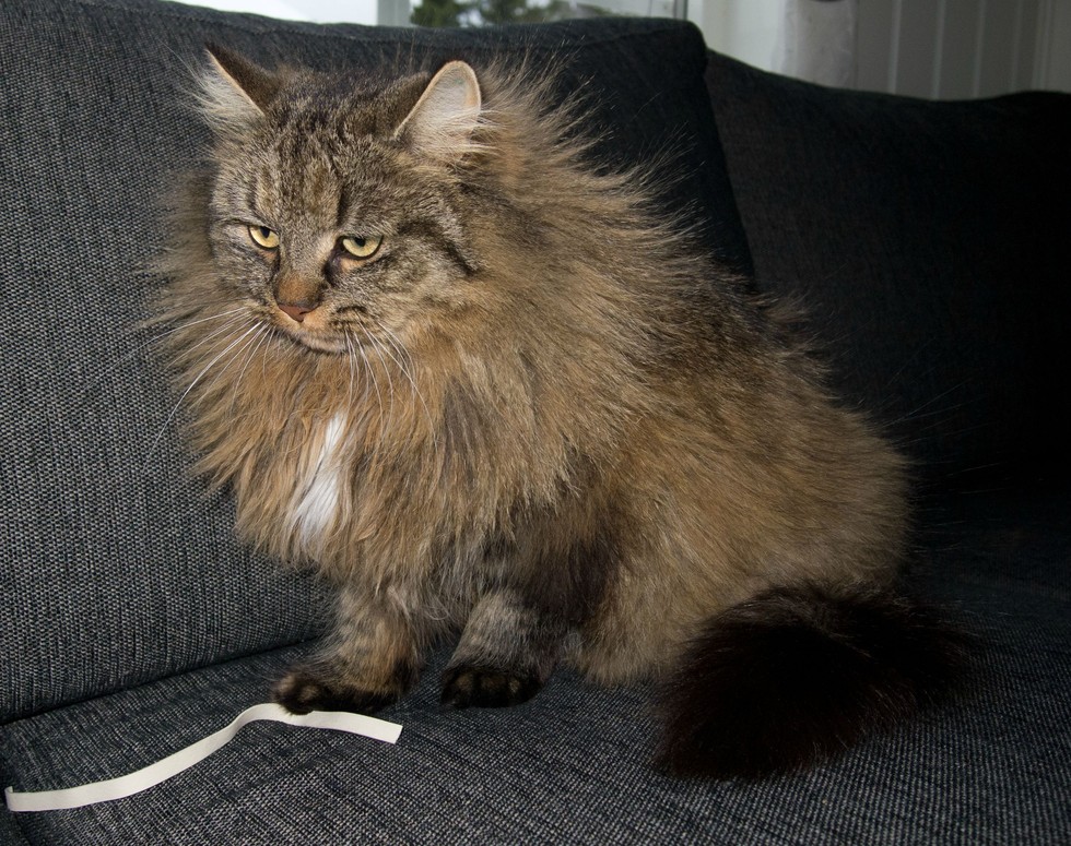 13 Pets Who Are Seriously Struggling With Static