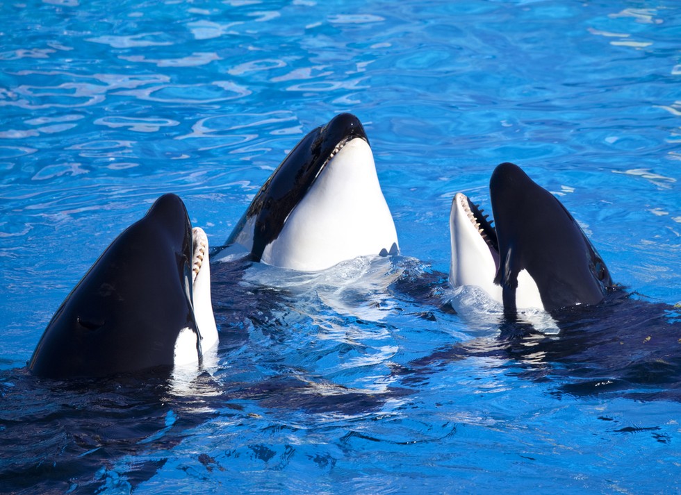SeaWorld Says 'The Facts Are On Our Side.' Let's Look At The 'Facts.'