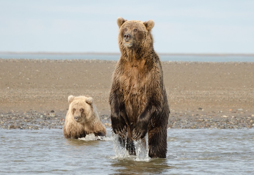 What You Should ACTUALLY Do If You See A Bear
