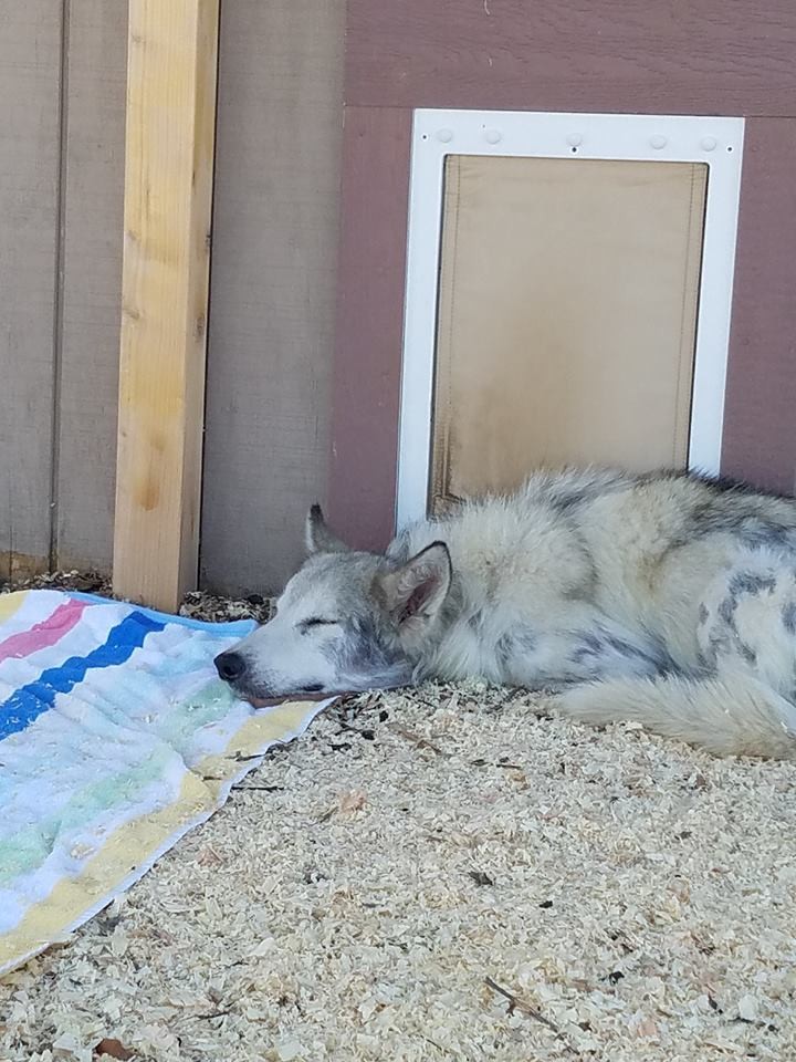 Stray 'Dog' Was So Scared He Wouldn't Leave The Corner