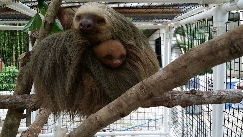Injured Mom Sloth Won't Leave Her Baby's Side — Even During Surgery