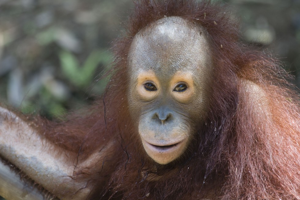 Baby Orangutan Was Raised To Think She's A Dog