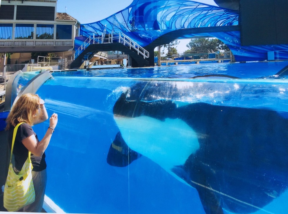 These Are The Last Orcas To Ever Live In SeaWorld Tanks