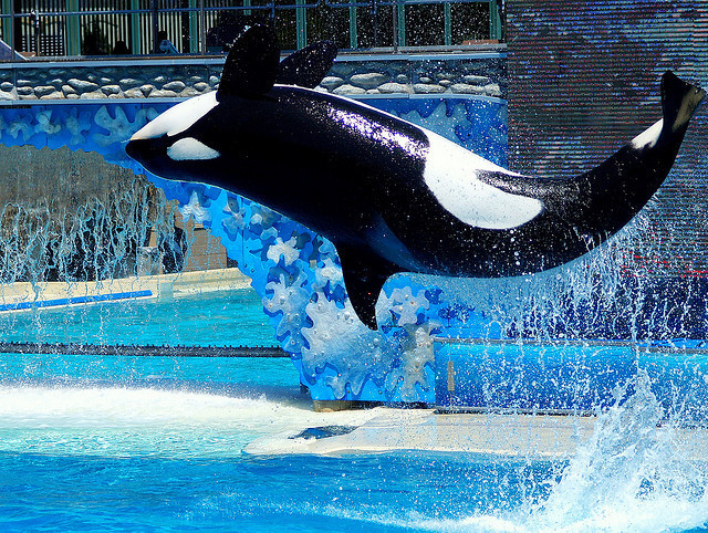 These Are The Last Orcas To Ever Live In SeaWorld Tanks