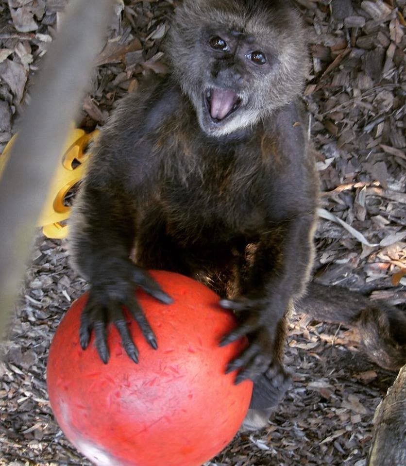 Monkey Clings To Best Friend After He Comes Back From Hospital
