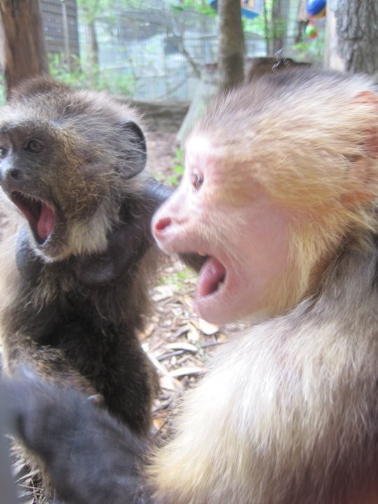 Monkey Clings To Best Friend After He Comes Back From Hospital