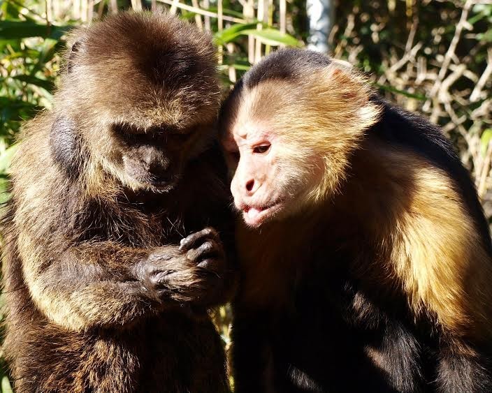 Monkey Clings To Best Friend After He Comes Back From Hospital
