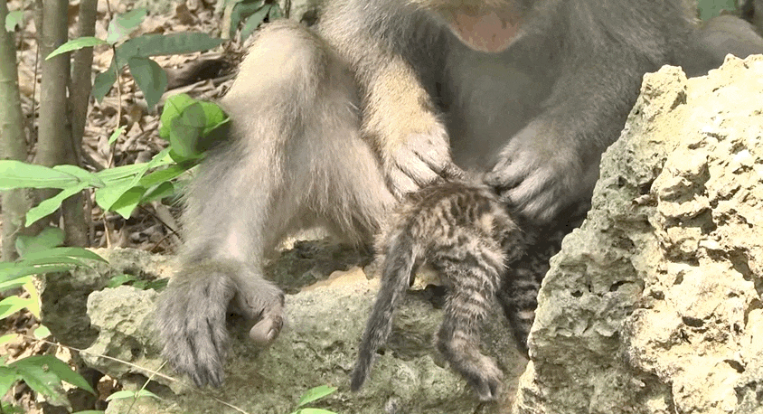 Monkey Cares For Orphaned Kittens In Inspiring Display Of Motherly Love
