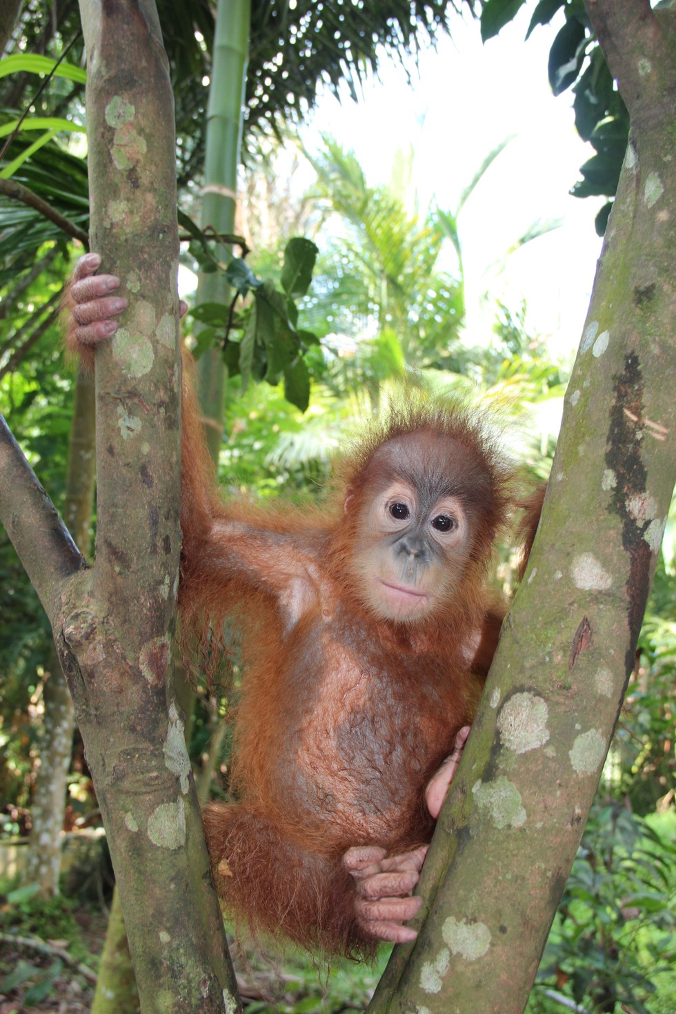 Baby Orangutan Rescued From Chicken Coop Finds A Friend Who Helps Him ...