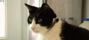 "PURRRRRRRR!!!!!!" Says Rescue Cat With Loudest Purr In The World