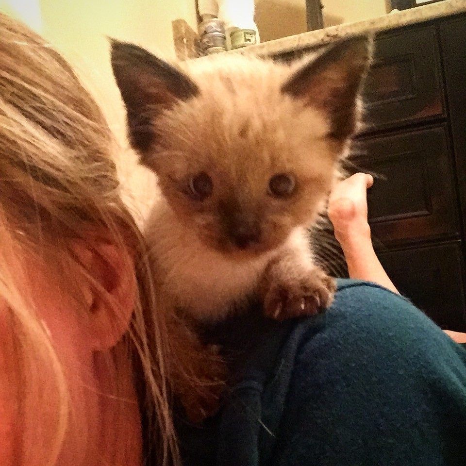 They Rescue Kitten from Brink of Death, the Kitty Saves Them Too - Love ...
