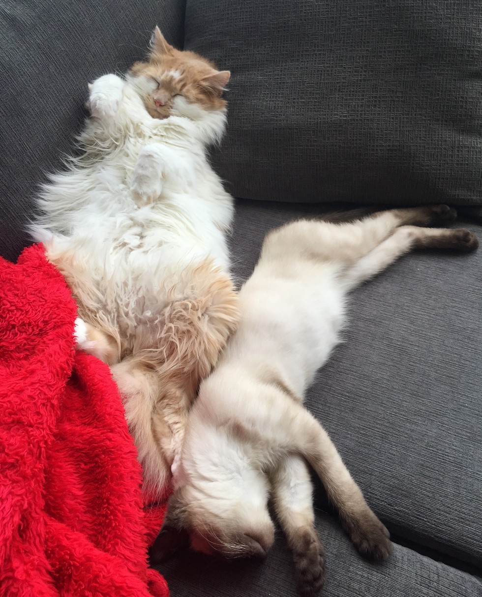 They Rescue Kitten from Brink of Death, the Kitty Saves Them Too - Love ...