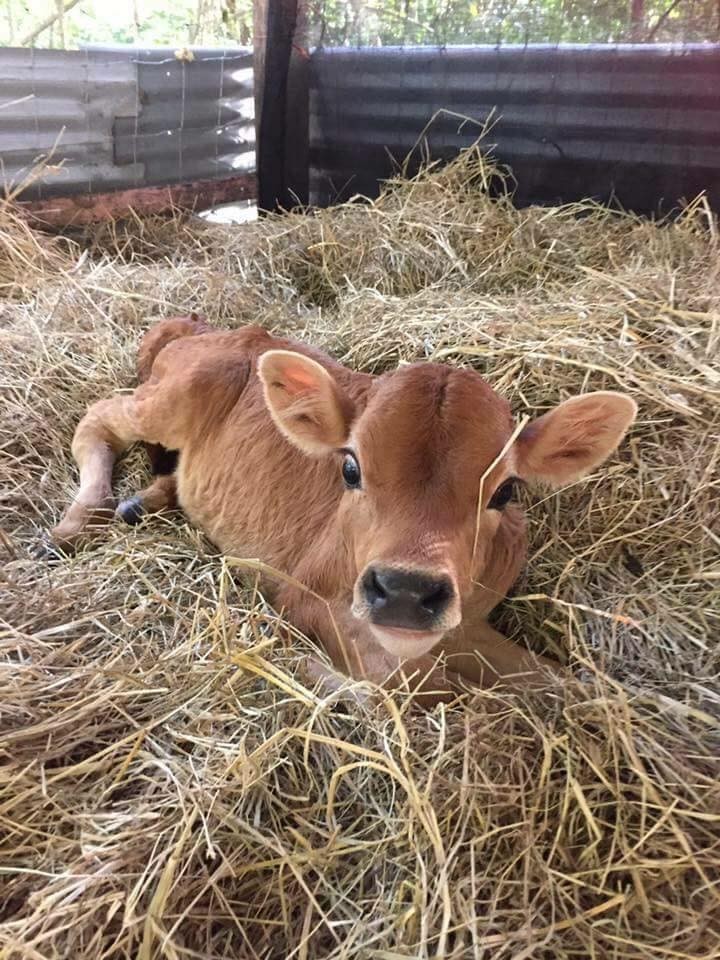 Everyone Was Ready To Give Up On This Sick Calf — Except A Rescue Piglet