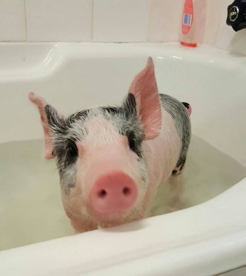 Family Moves To Farm Just So They Can Keep The Pig They Rescued