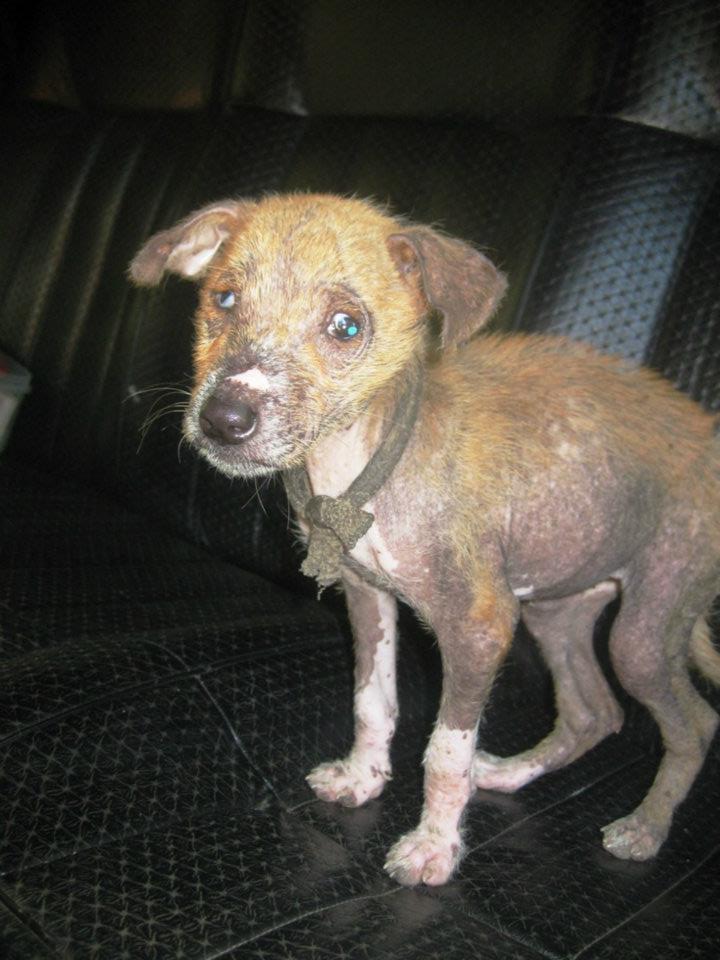 Abandoned And Abused Dogs Are Completely Transformed By Love By Natalie ...