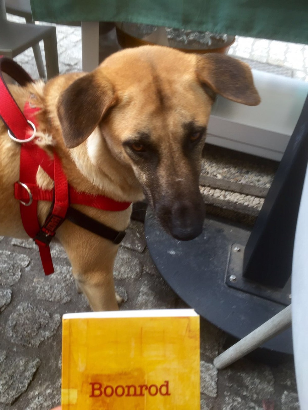 Dog Who Watched Friends Die In Meat Trade Brings His Family So Much ...