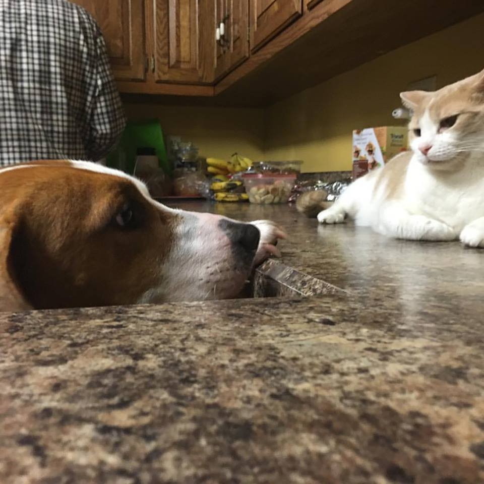 Rescue Dog Is Obsessed With Making Cat Fall In Love With Her