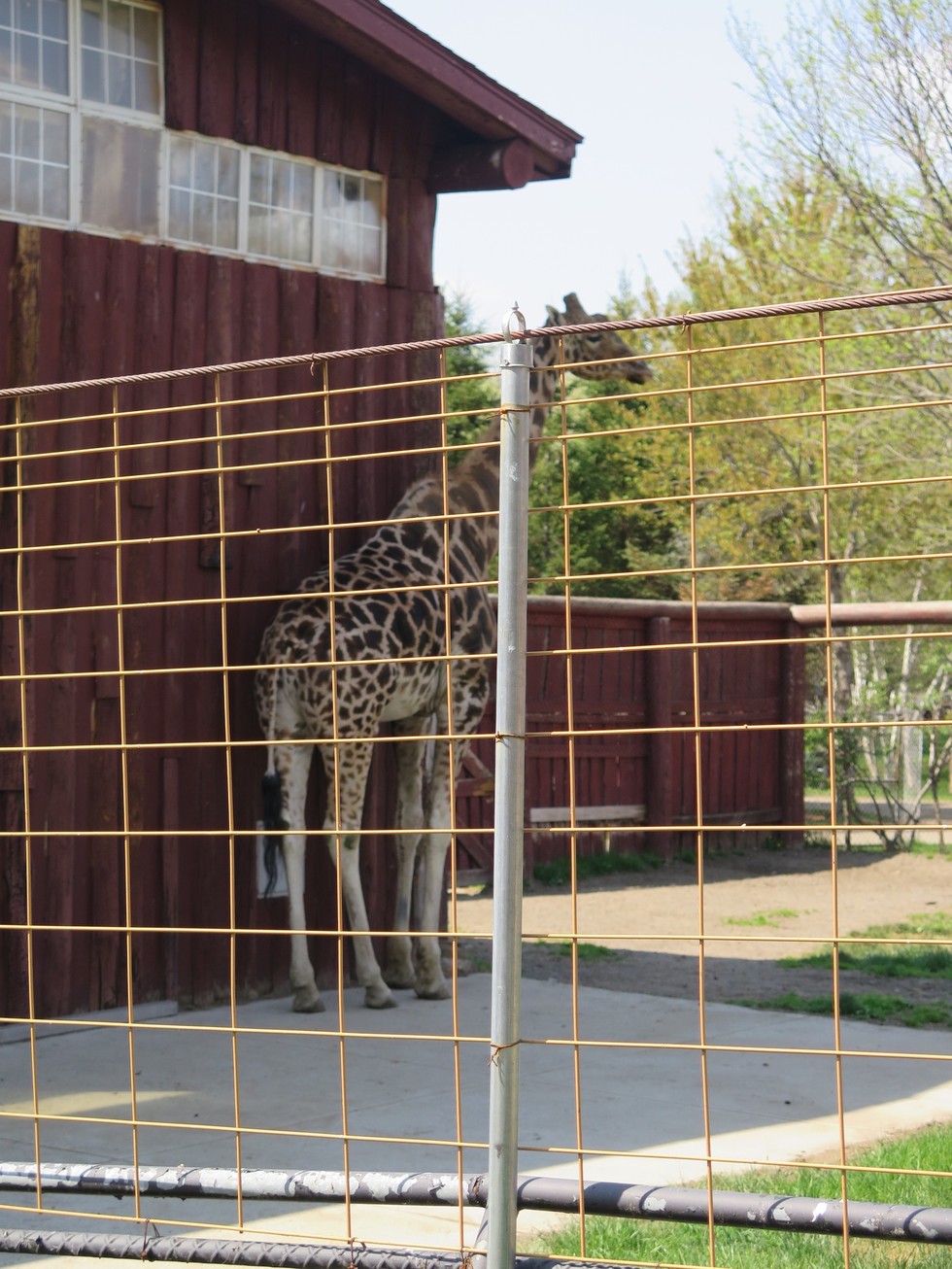 Don't Ever Visit Roadside Zoos. Here's Why.