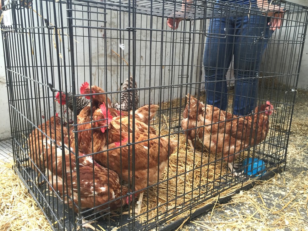 126 Birds Who Spent Life In A Cage Are Free For The First Time