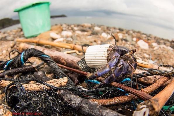 Stunning Photos Show Hermit Crabs Making Homes Out Of Human Trash