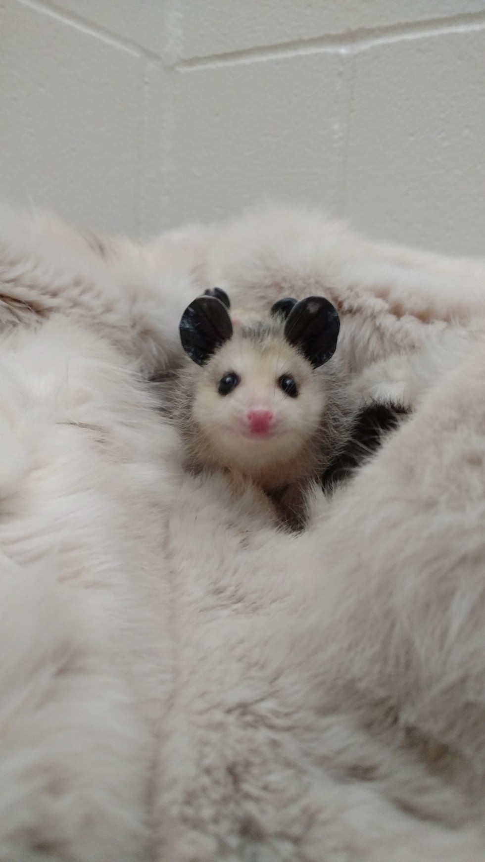 Old Fur Coats Are Saving Baby Animals