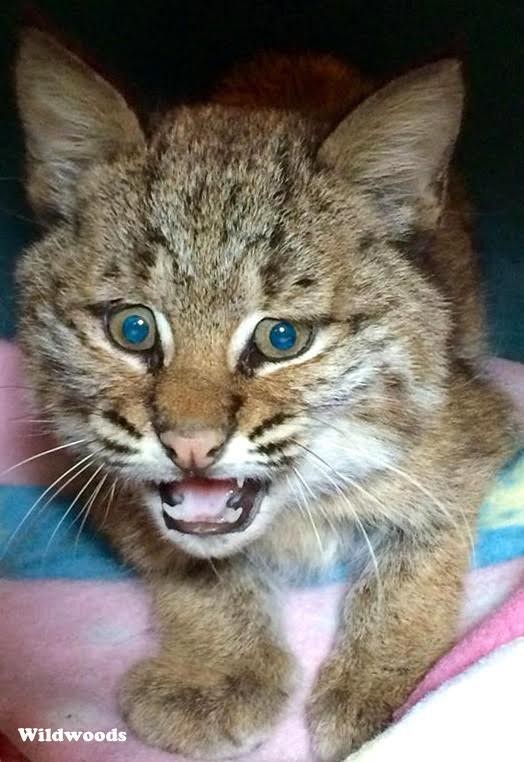 Baby Bobcat Who Lost Her Mom Is Looking For A New Family