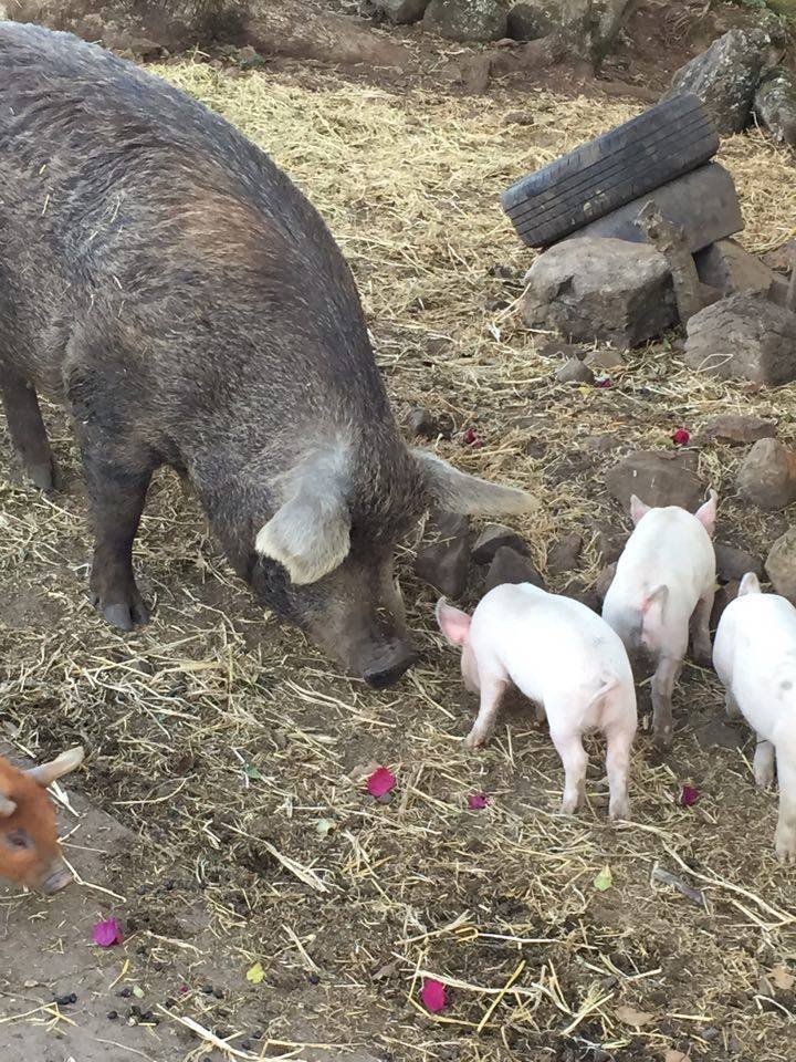 Litter Of Piglets Grows Up Knowing Nothing But Love