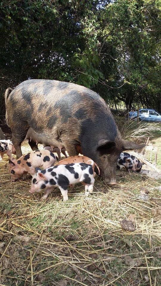 Litter Of Piglets Grows Up Knowing Nothing But Love