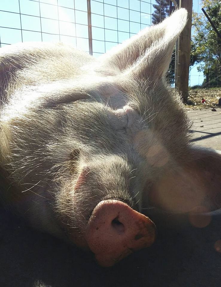 Litter Of Piglets Grows Up Knowing Nothing But Love