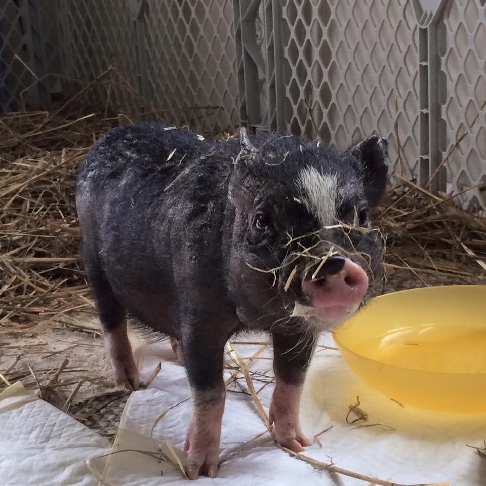 Sick Baby Pig Could Only Blink To Let Rescuers Know He Was Alive