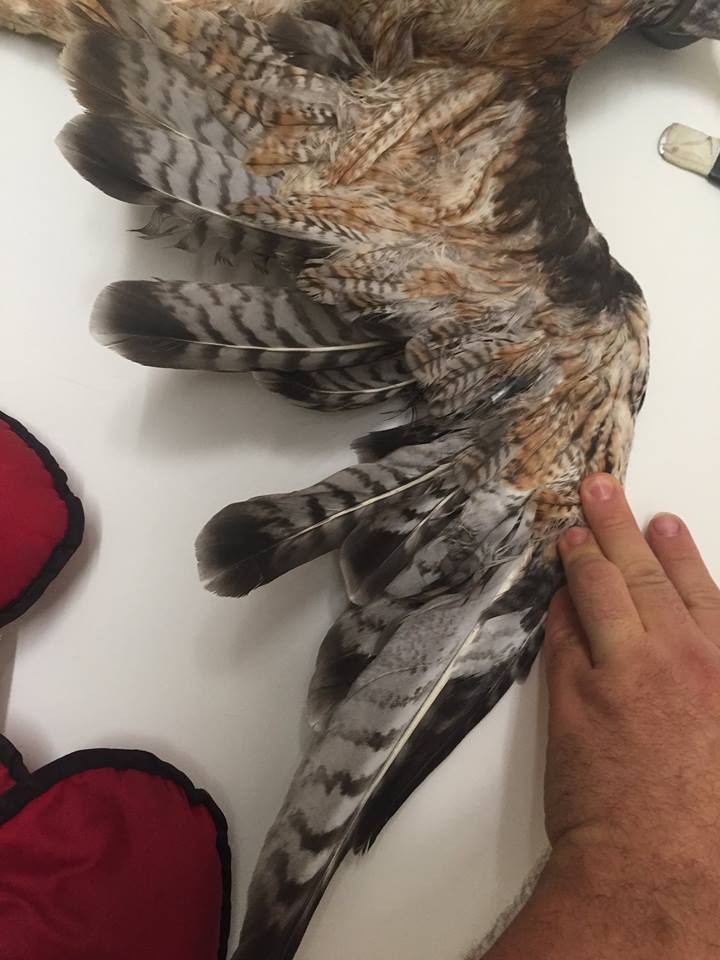 Woman Finds Injured Hawk In Her Yard And Saves His Life