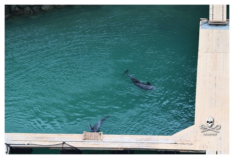 Dolphin Captured In Hunt Has 'Lost The Will To Live'