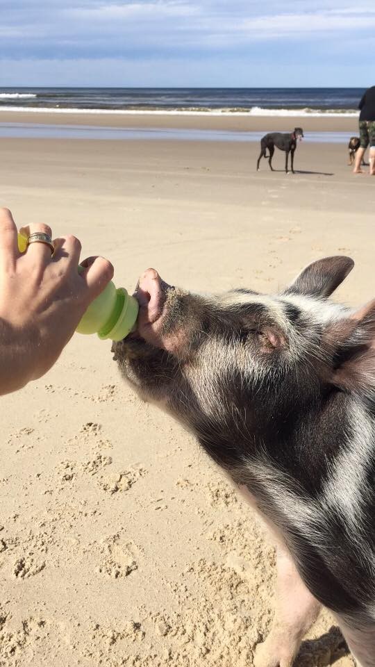 Rescue Pig LOVES Her Trip to the Beach