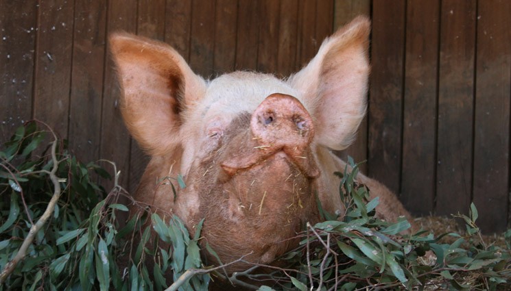 Pigs Who Starred In 'Charlotte's Web' Ended Up Spoiled Rotten
