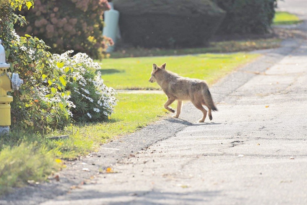 Coyote Was Almost Killed Because He Was Too Friendly