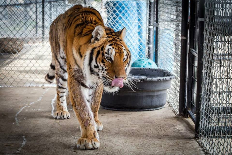 Starving Tiger Who Was So Skinny Now Looks Nothing Like His Old Self