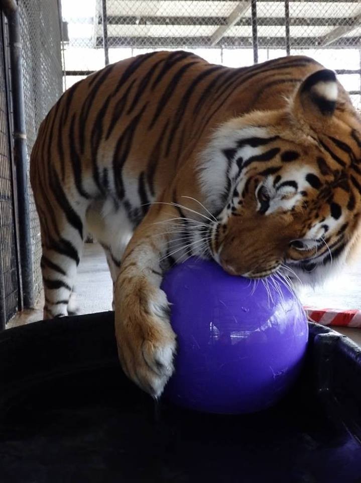 Starving Tiger Who Was So Skinny Now Looks Nothing Like His Old Self