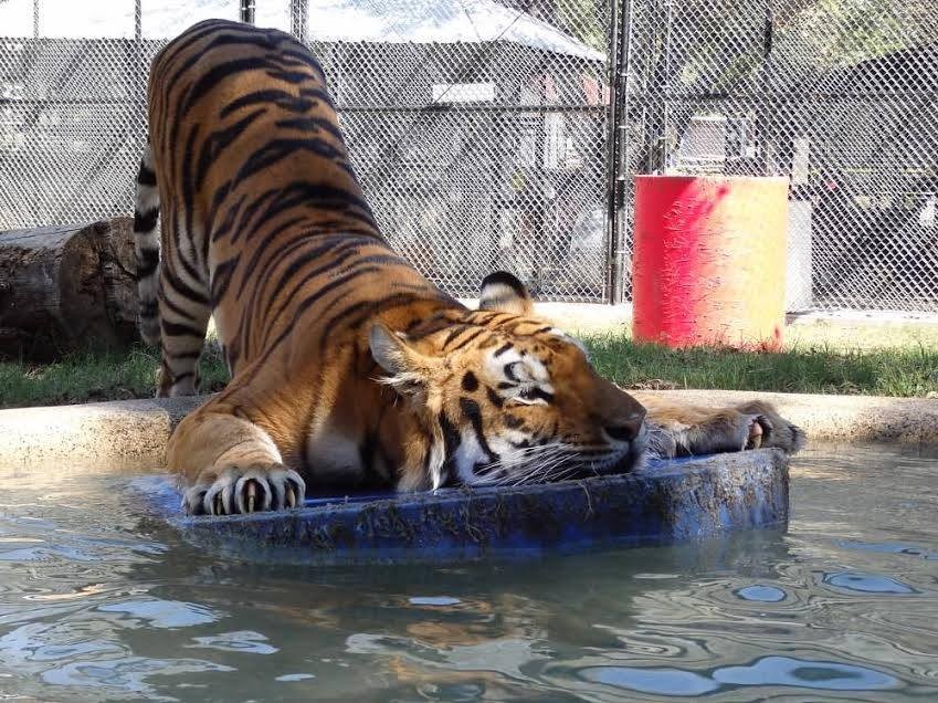 Starving Tiger Who Was So Skinny Now Looks Nothing Like His Old Self