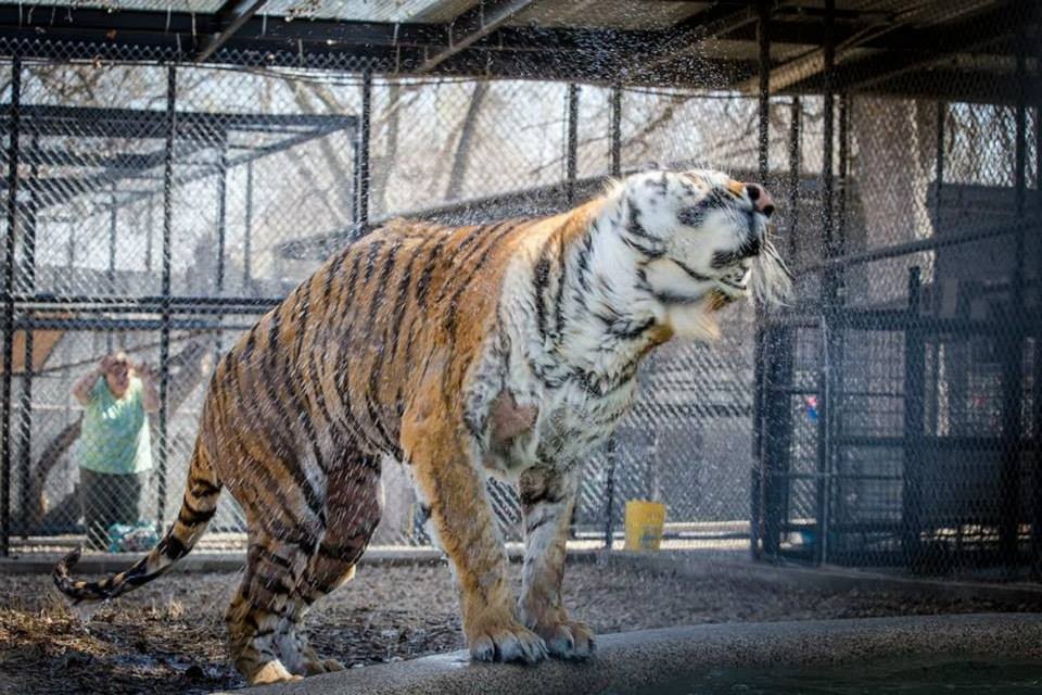 Starving Tiger Who Was So Skinny Now Looks Nothing Like His Old Self
