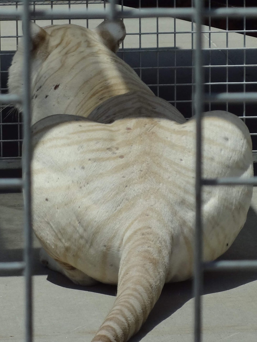 Ringling Bros. Is A Nightmare For Tigers, Expert Says