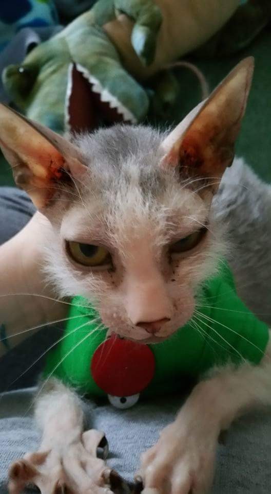 'Ugly' Cat Never Knew She Could Be Loved So Much