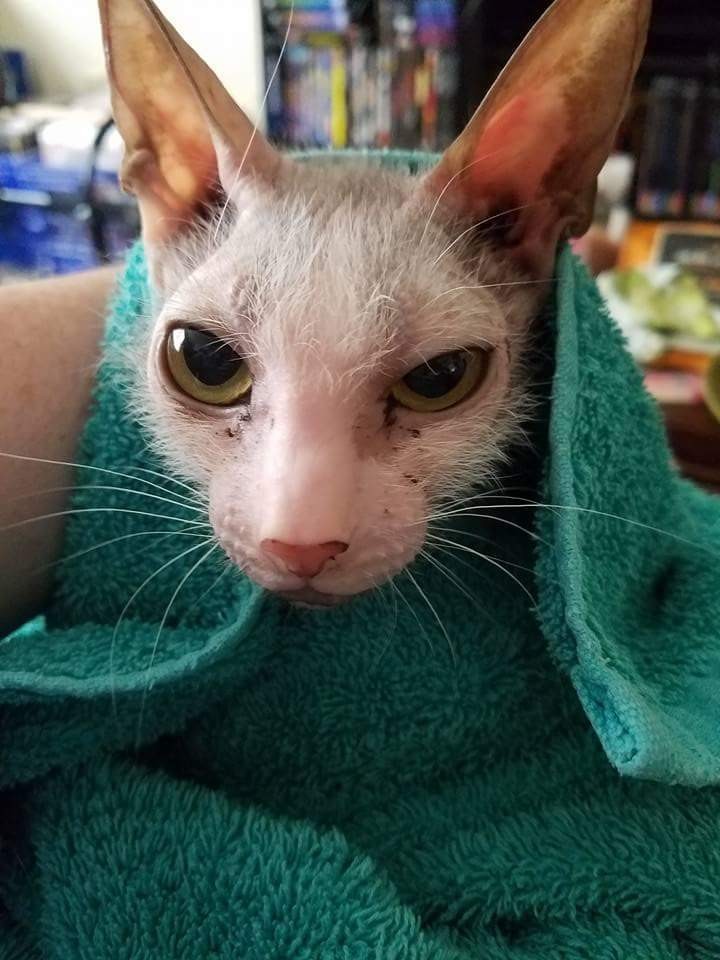 'Ugly' Cat Never Knew She Could Be Loved So Much