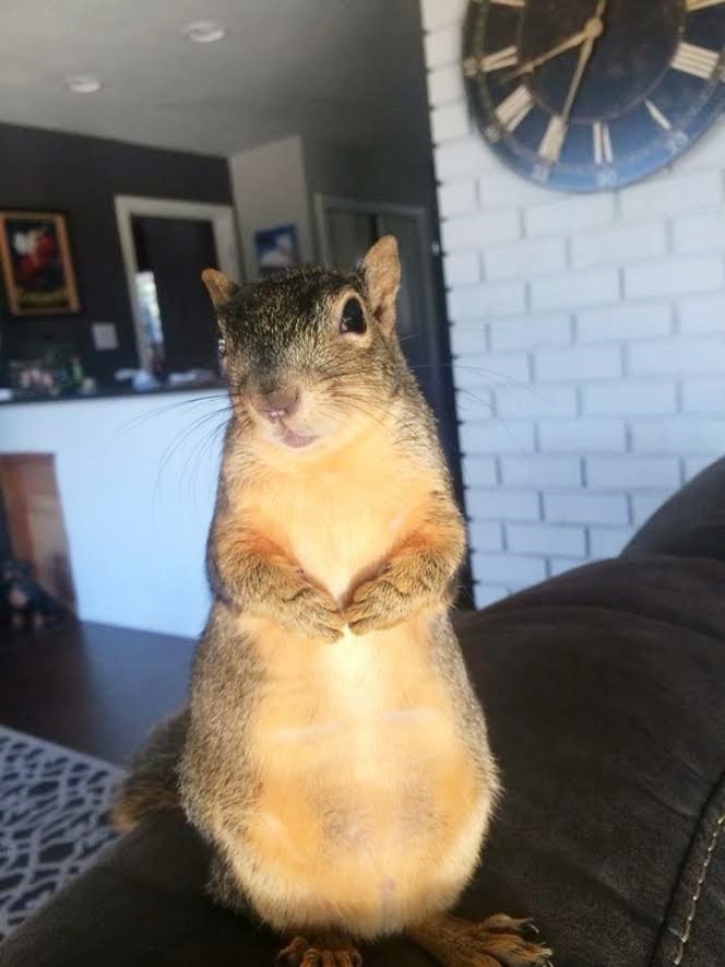 Orphaned Squirrel Is Obsessed With The Guy Who Rescued Him