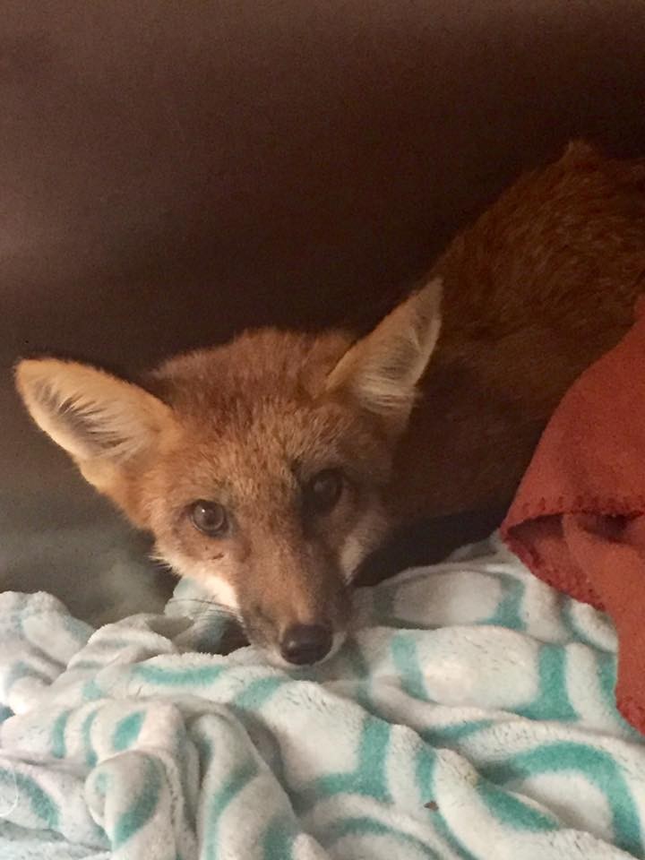 Fox Hit On Highway Was So Scared — Until Someone Stopped To Help Him
