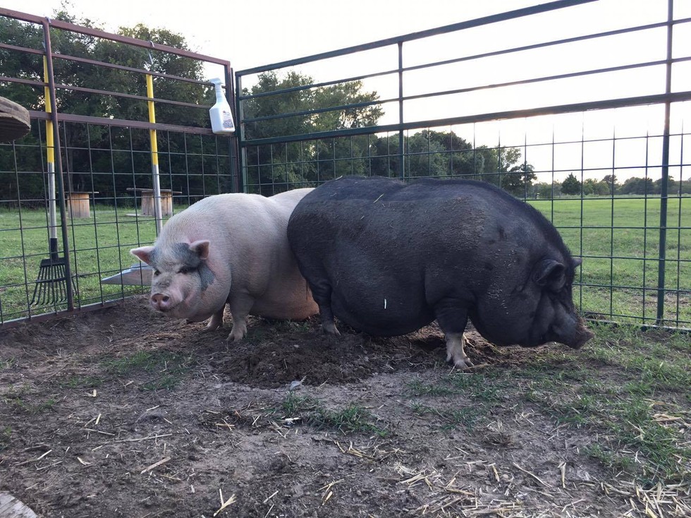 Neglected Pigs Were Left With Nothing But Each Other
