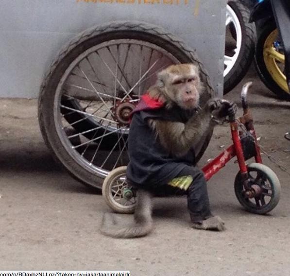 Baby Monkey Forced To 'Dance' For Tourists Is Finally Freed