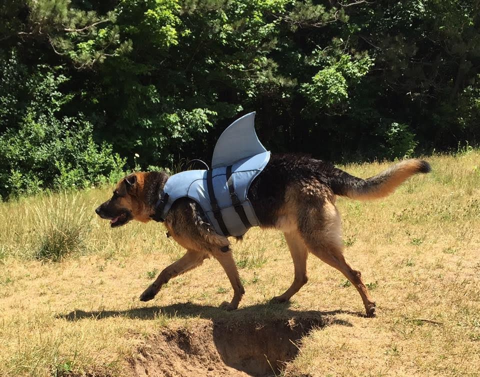 Here Are 7 Shelter Dogs Who Got Their Fairy-Tale Endings