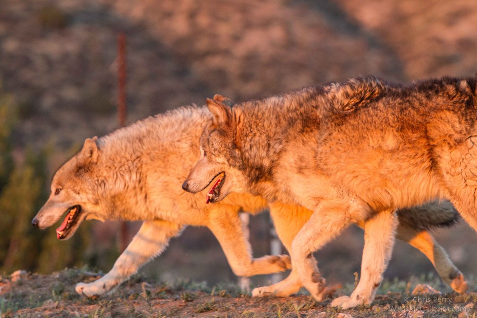 Wolf Dog Spent 2 Years Chained Up Before Someone Came To Save Him